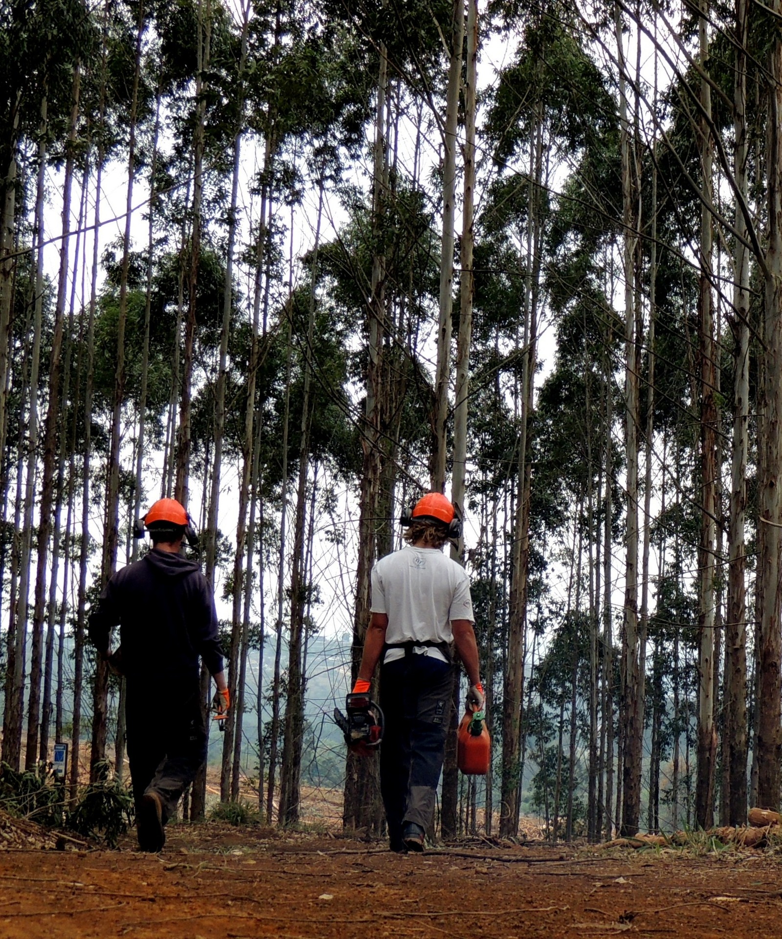 The Most Essential Tool That Our Foresters Need is a Diameter Tape ...